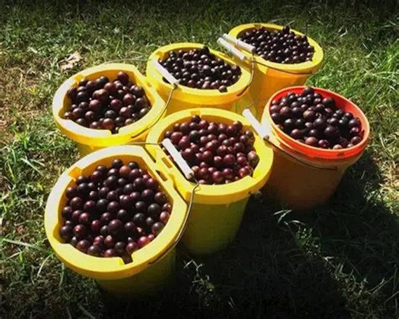 Let's Pick Muscadines! Thursday 10/23/25, Graham, NC! Please join us from 8:00am-10:00am ...